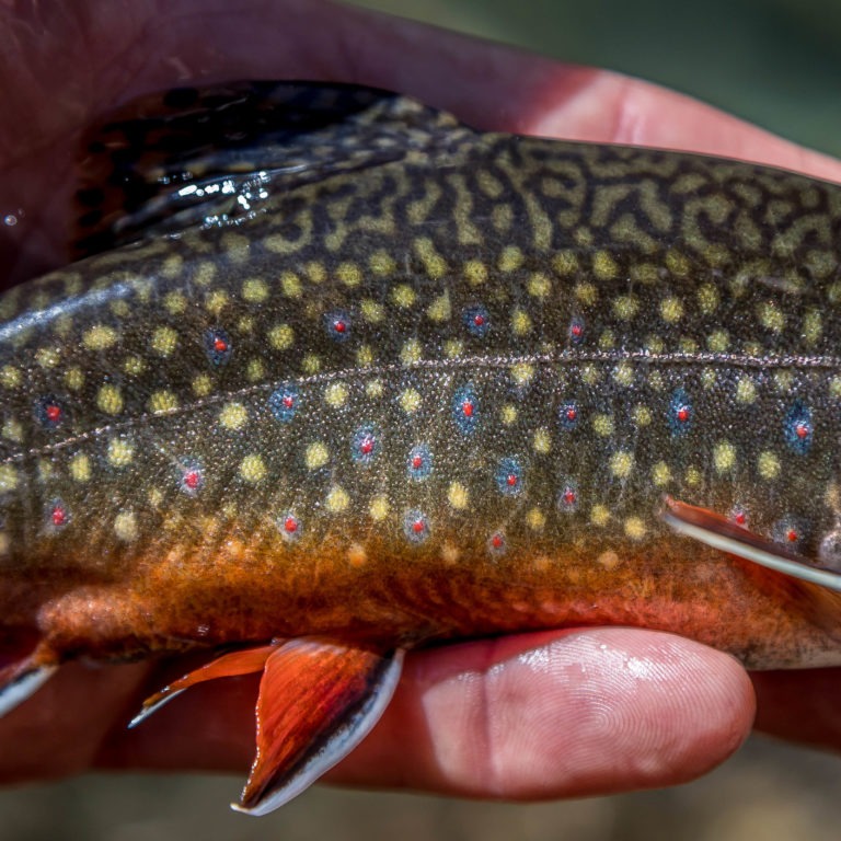 Trinity Alps - Backpacking and Fly Fishing for Brook Trout | River's ...
